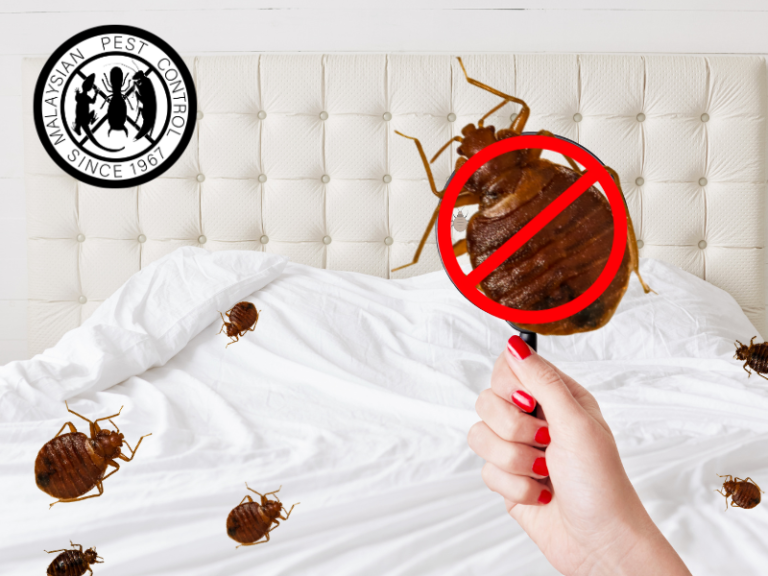 Bed Bugs Control and Treatment | Malaysian Pest Control