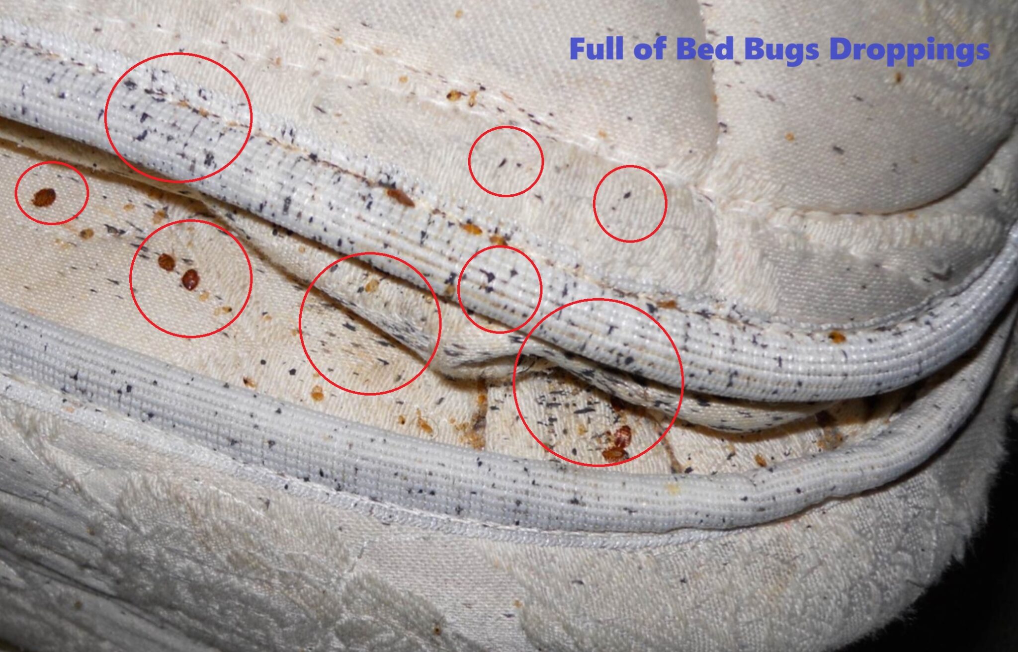 Bed Bugs Control and Treatment | Malaysian Pest Control