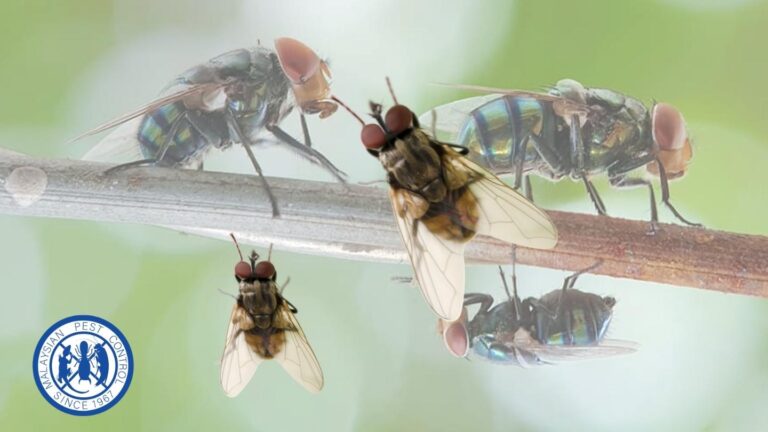 Flies Control | Malaysian Pest Control