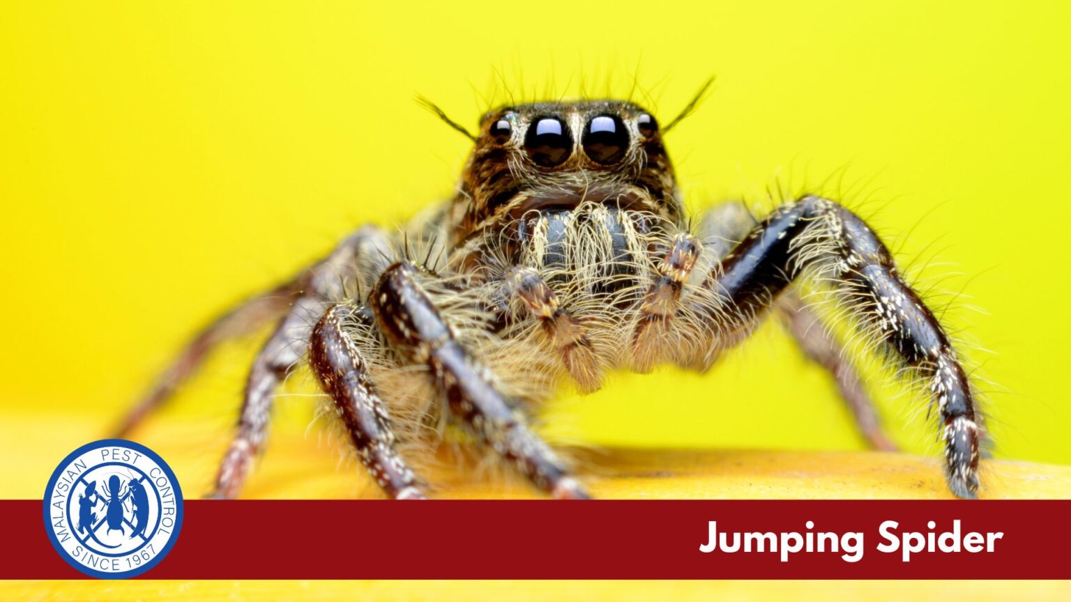 About Spiders | Malaysian Pest Control