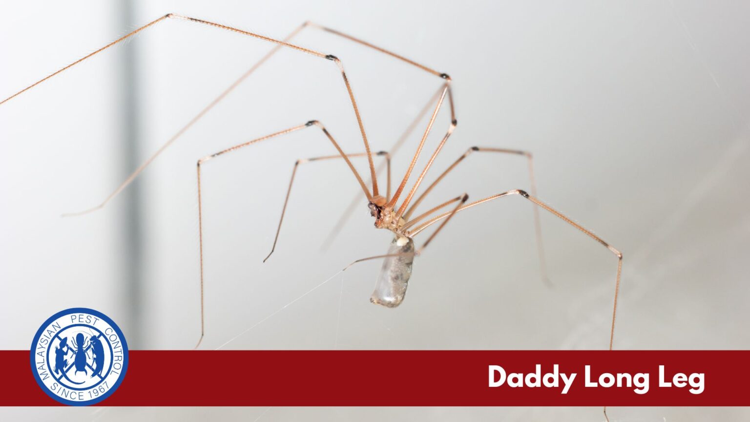 About Spiders | Malaysian Pest Control