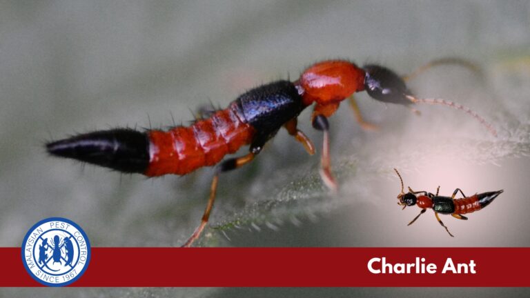 About Charlie Ants | Malaysian Pest Control