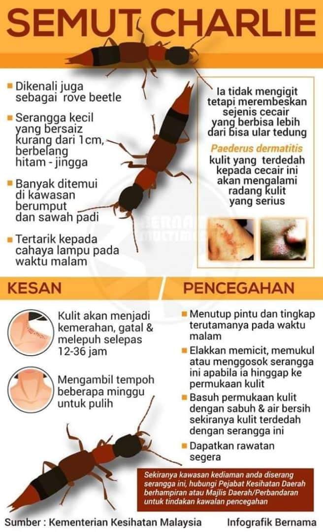 About Charlie Ants | Malaysian Pest Control