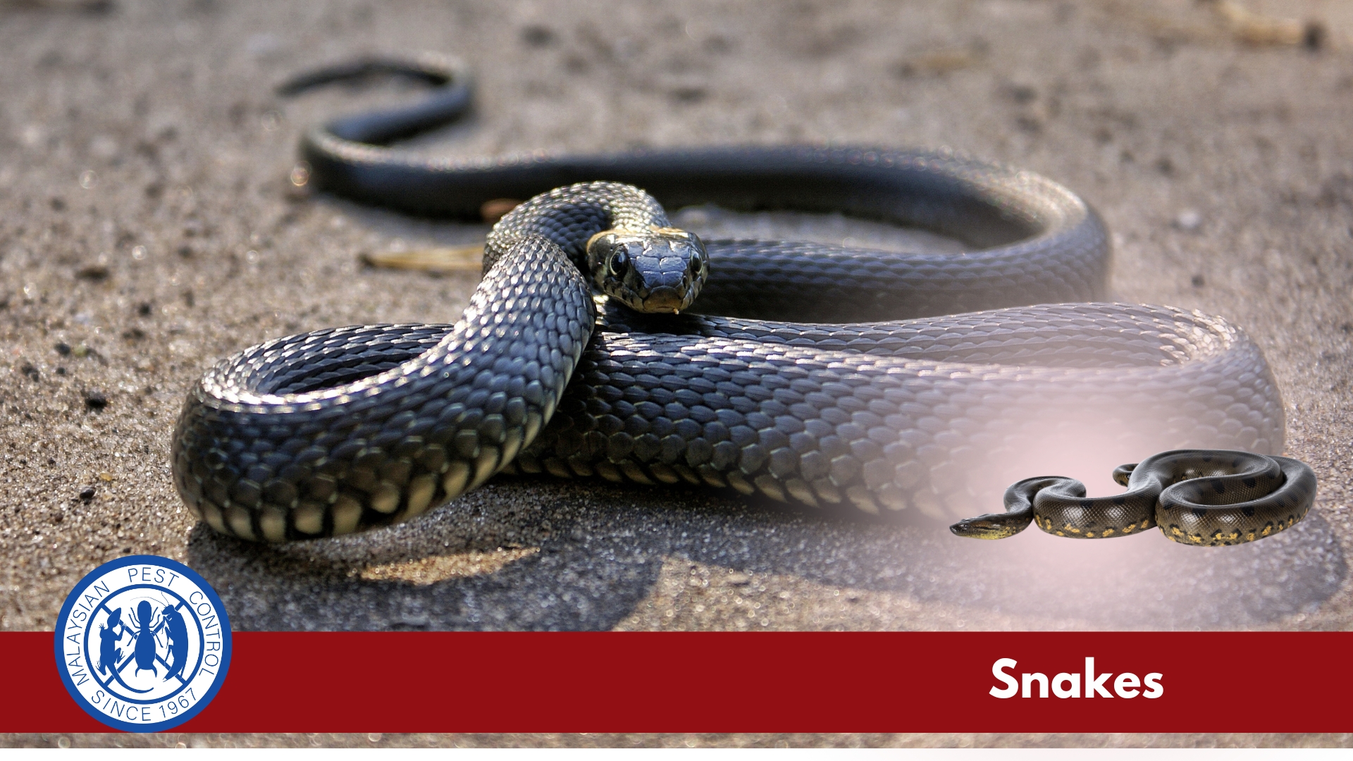 Snakes at Homes | Malaysian Pest Control
